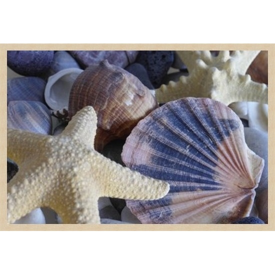 Picture Seashells | Fast Efficient Service | Free Delivery Over Â£250